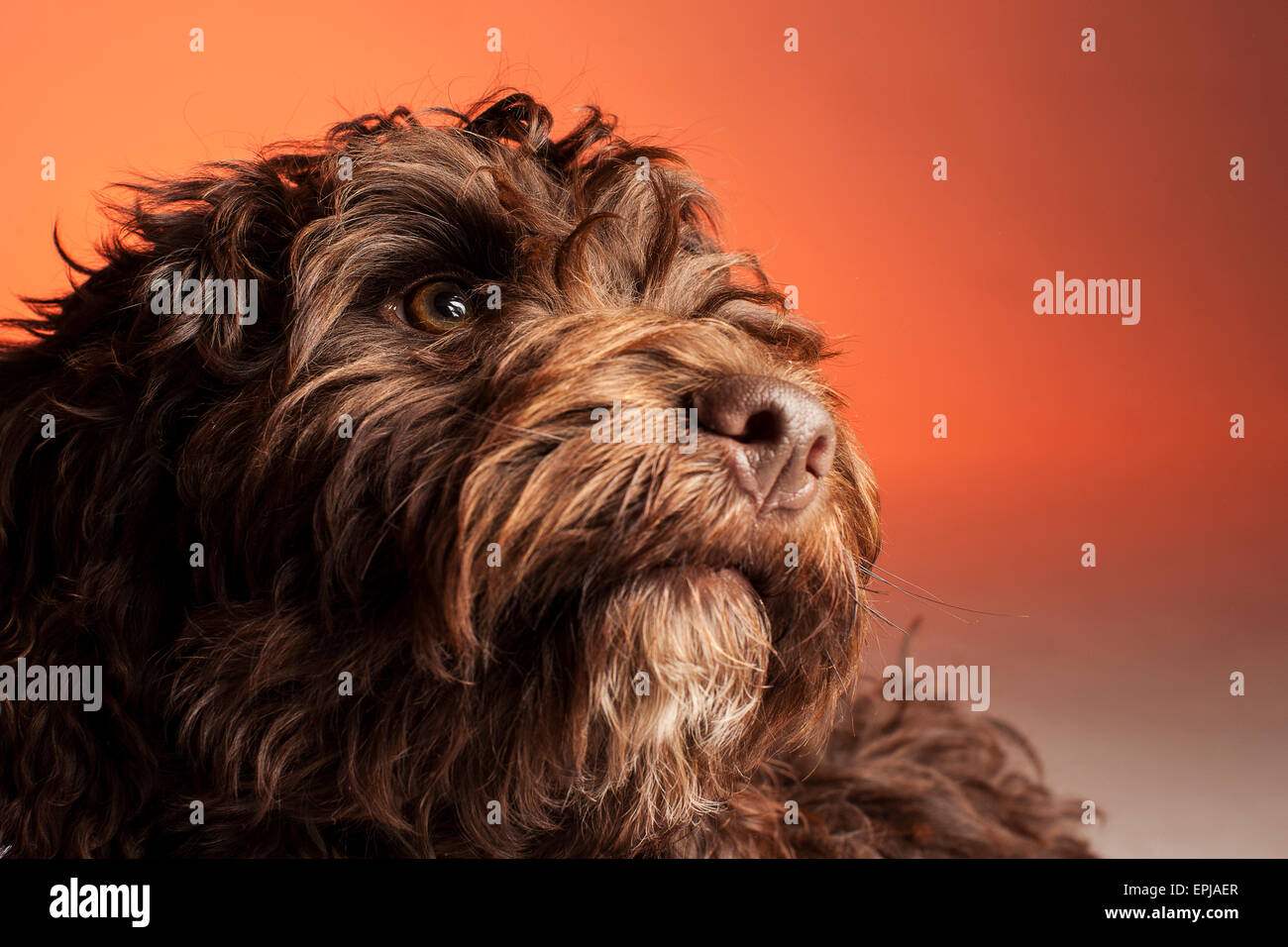 Cockerpoo cross bred dog (Spaniel cross poodle Stock Photo - Alamy