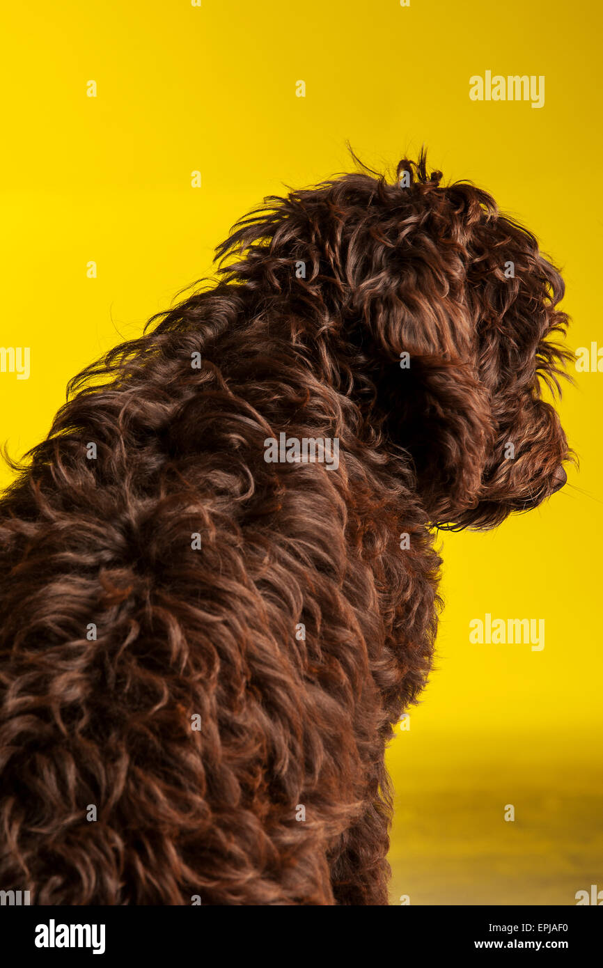 Cockerpoo cross bred dog (Spaniel cross poodle Stock Photo - Alamy