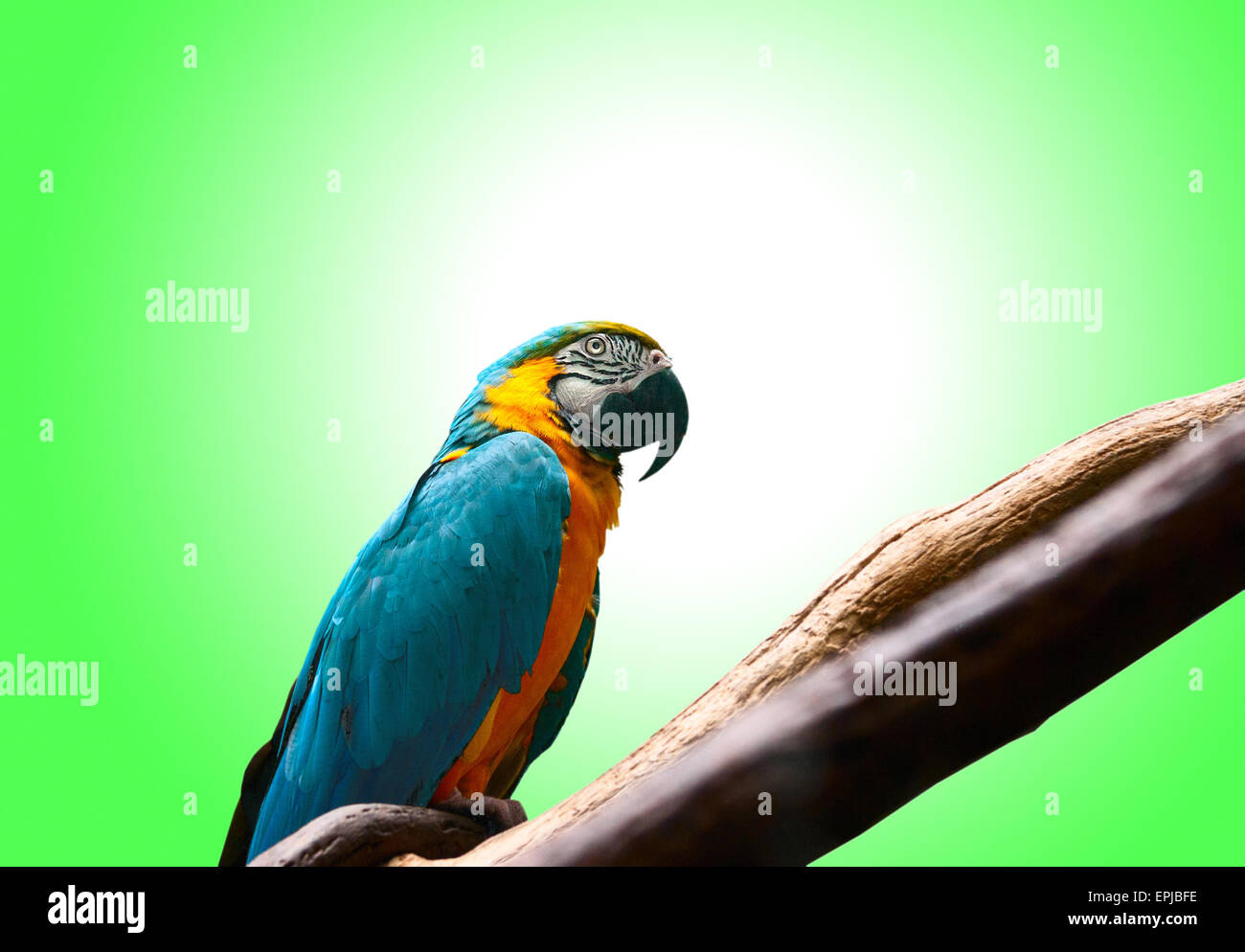Colourful parrot bird sitting on the perch Stock Photo - Alamy