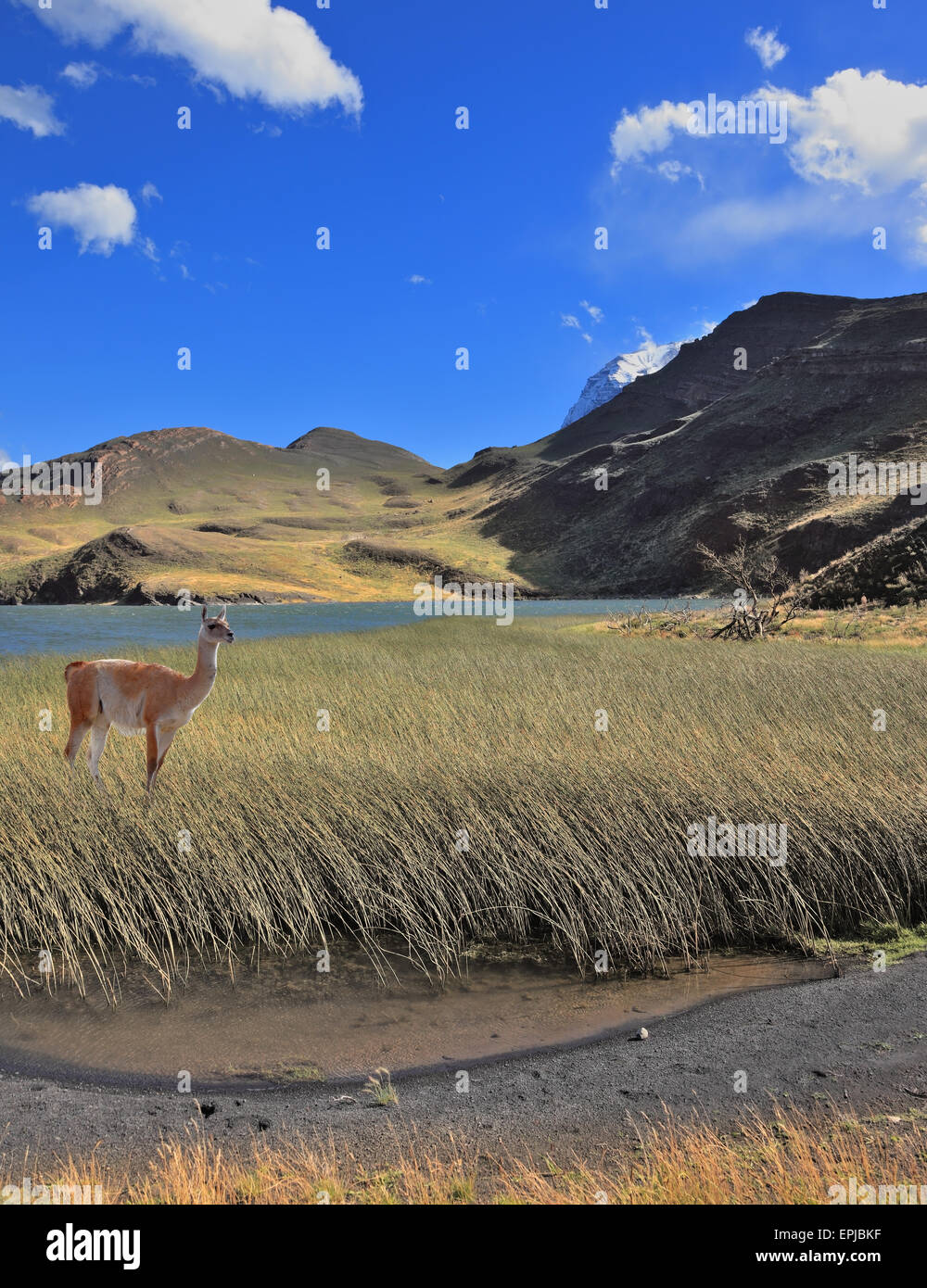 The guanaco stands on the lake Stock Photo - Alamy