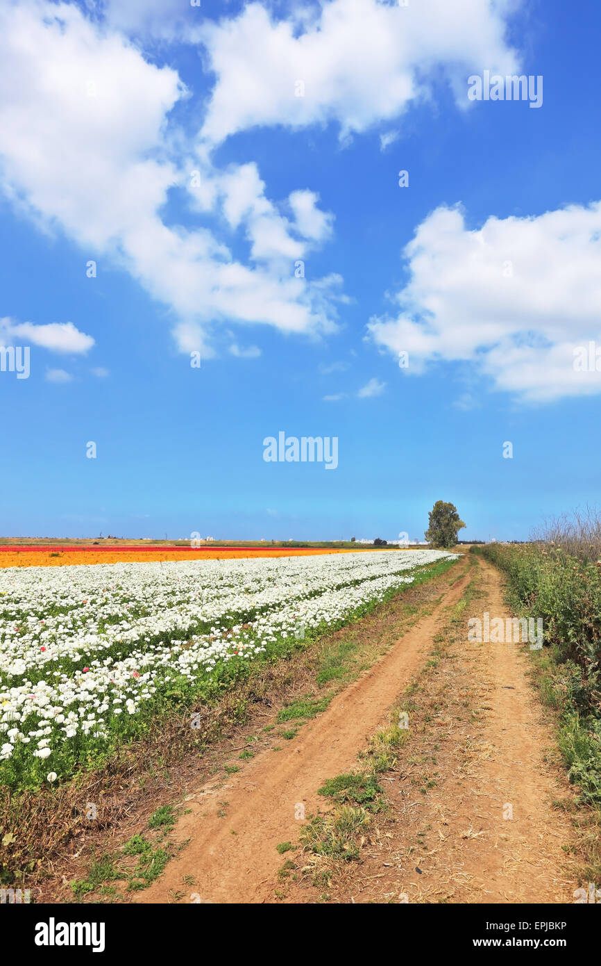 Flower road hi-res stock photography and images - Alamy