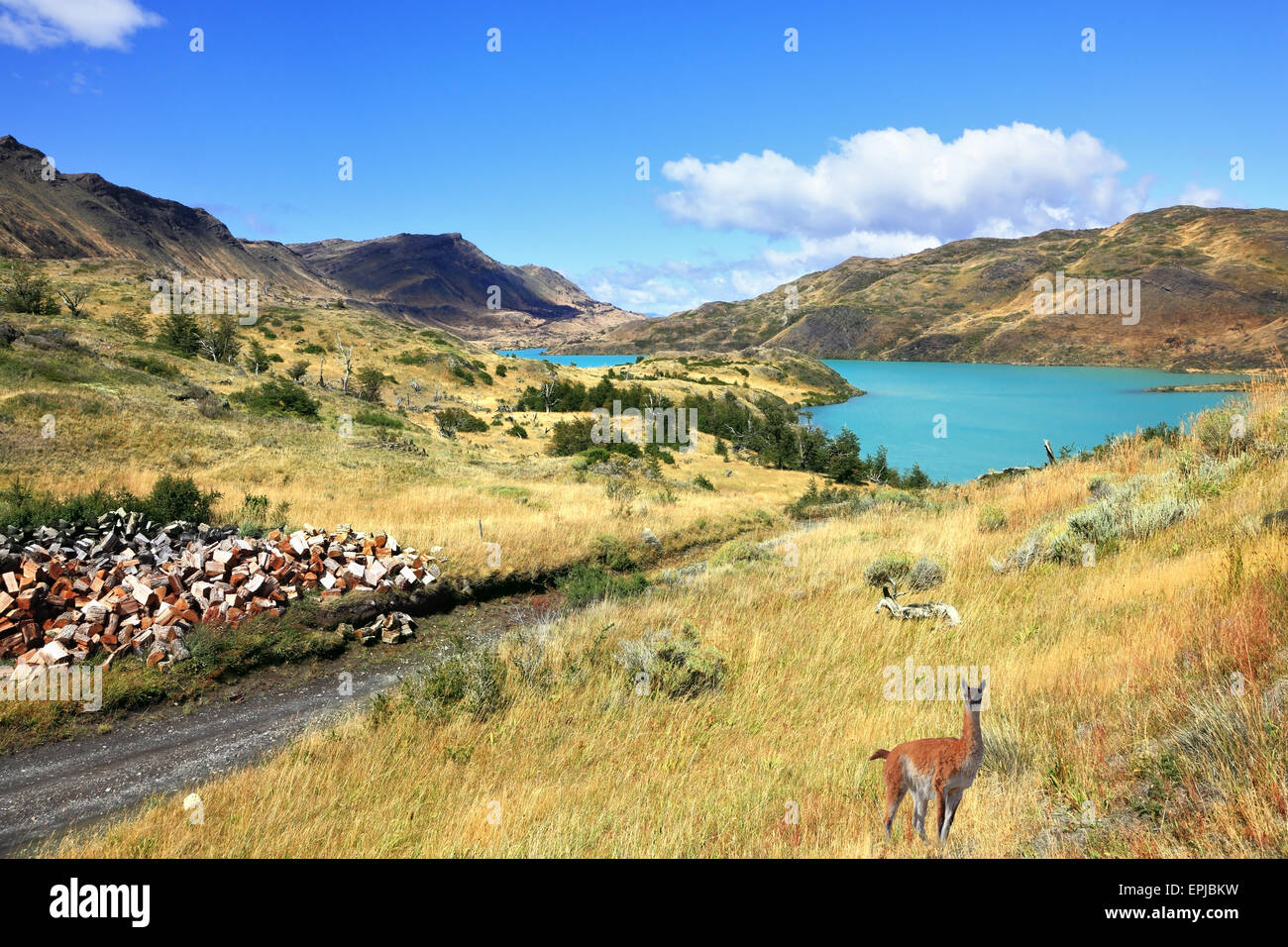 Guanacos hi-res stock photography and images - Alamy