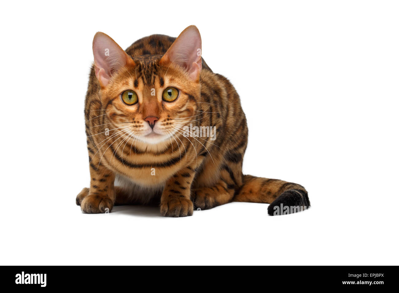 Crouched cat hi-res stock photography and images - Alamy