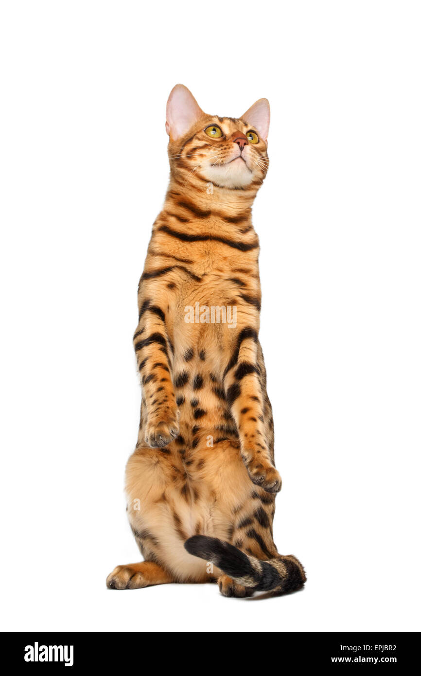 Raising it up Cut Out Stock Images & Pictures - Alamy