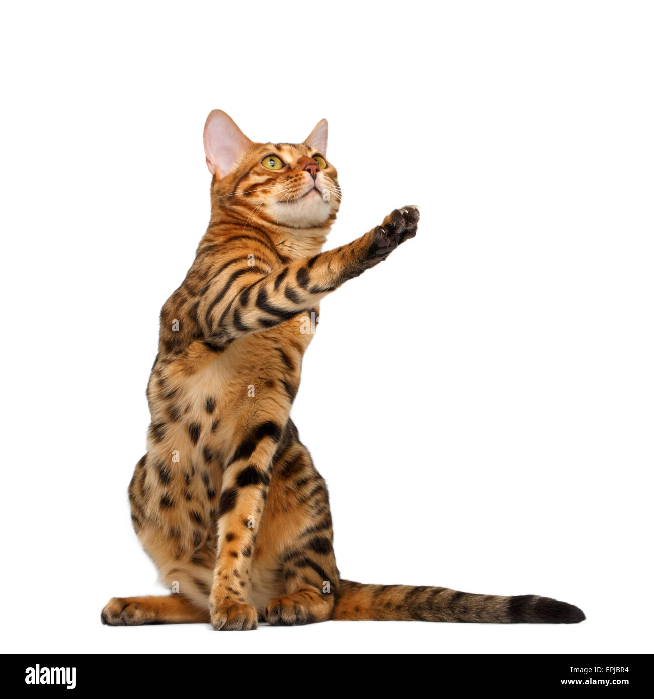 Sitting up Cut Out Stock Images & Pictures - Alamy
