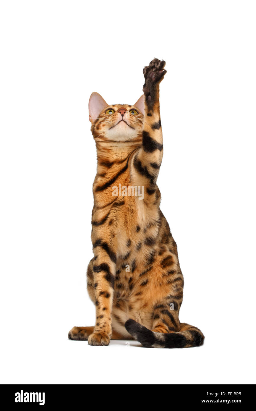 Sitting up Cut Out Stock Images & Pictures - Alamy