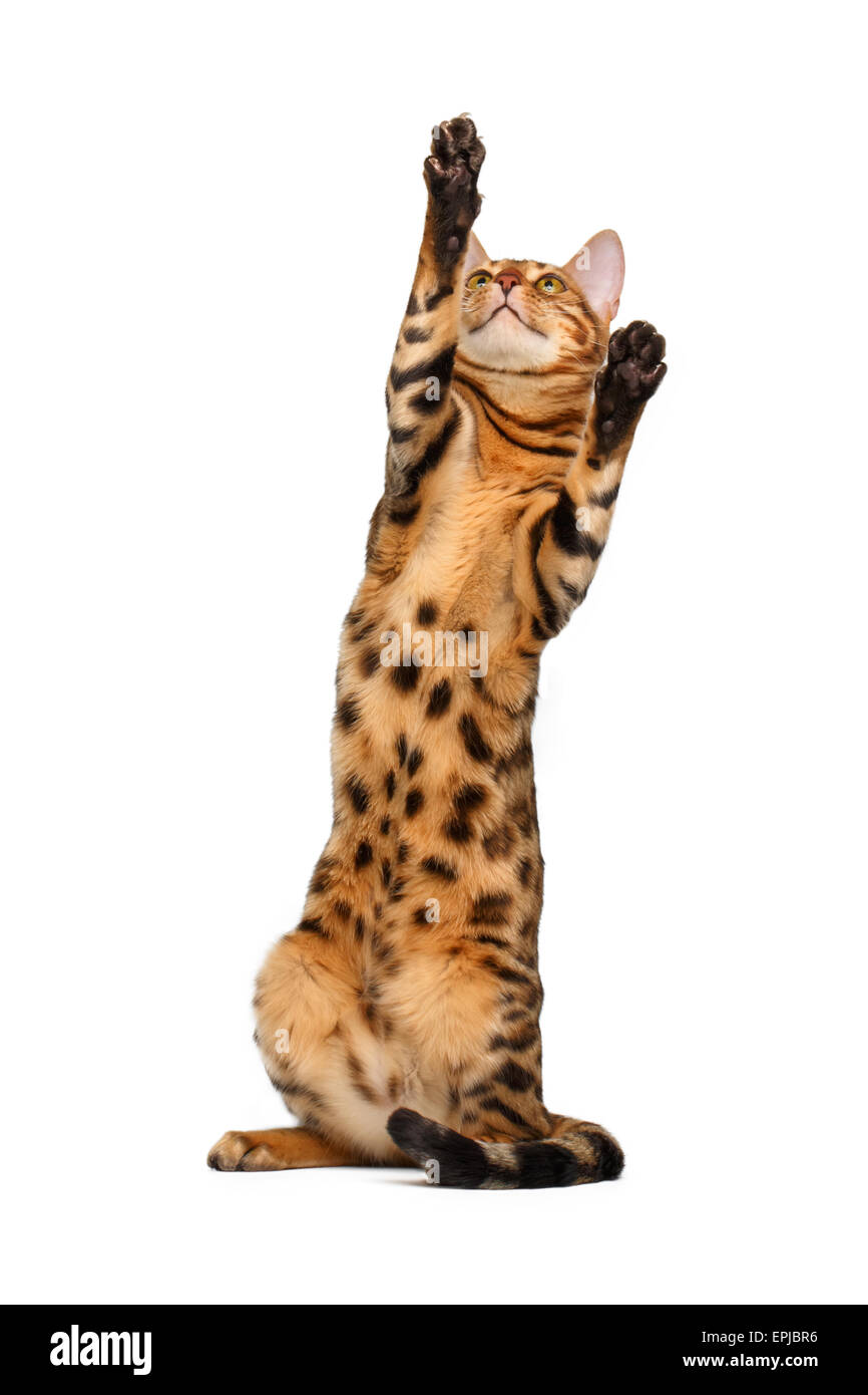 bengal cat stand and raising up paw Stock Photo - Alamy