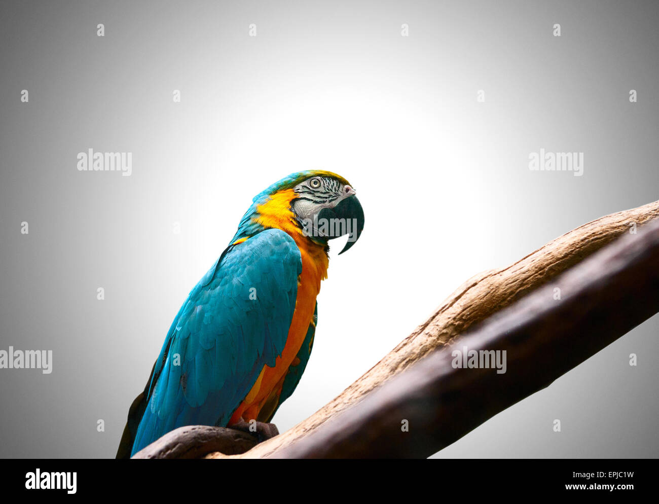 Colourful parrot bird sitting on the perch Stock Photo - Alamy
