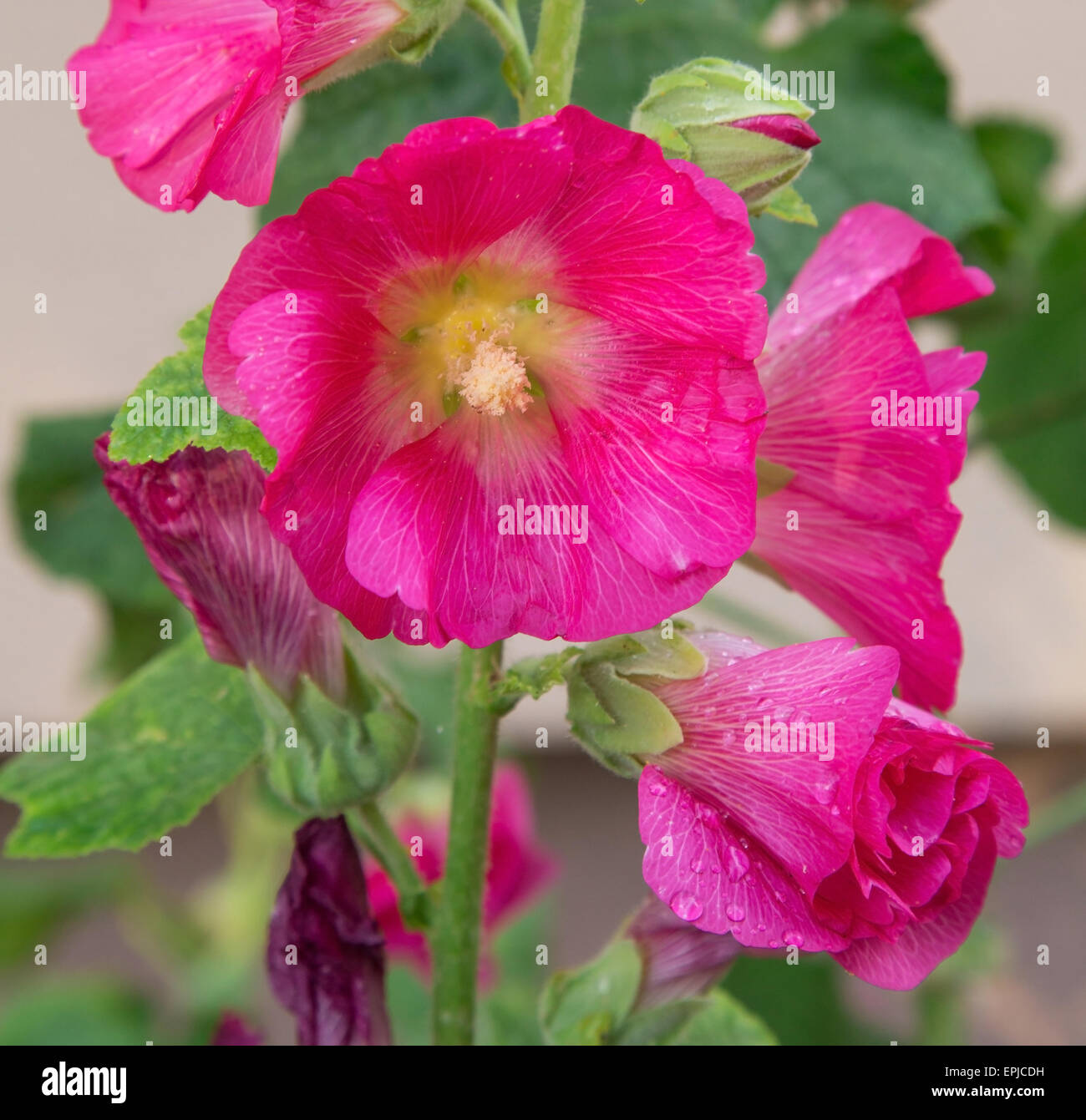 decorative flower mallow Stock Photo - Alamy