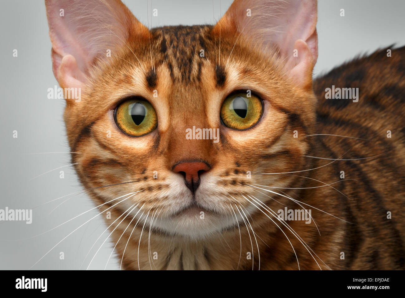 closeup bengal cat looking in camera Stock Photo - Alamy