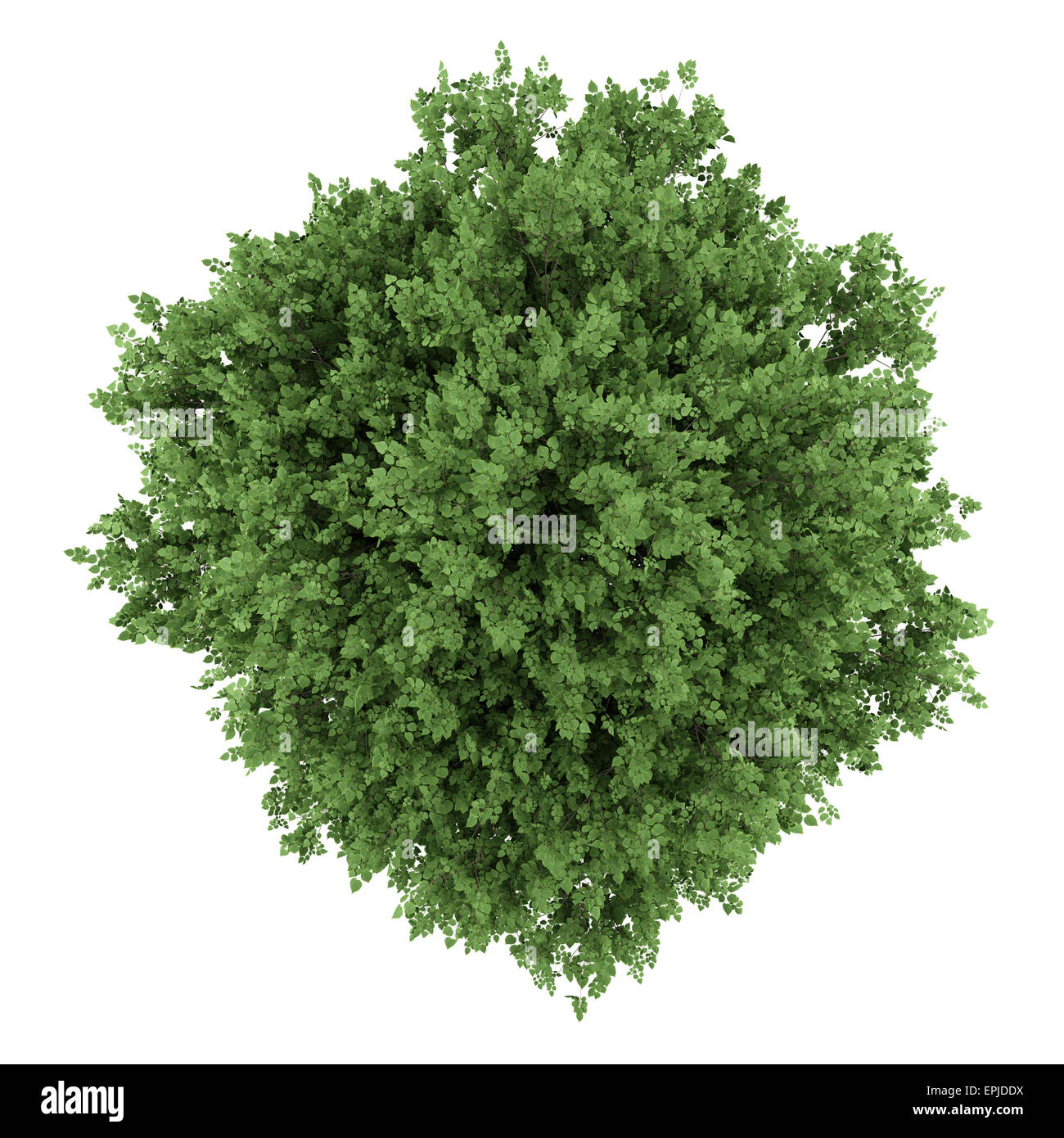 top view of large-leaved lime tree isolated Stock Photo - Alamy