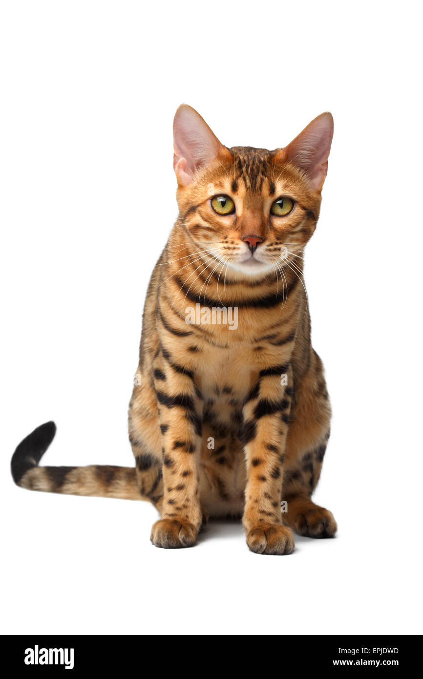 Adorable bengal cat sitting Cut Out Stock Images & Pictures - Alamy