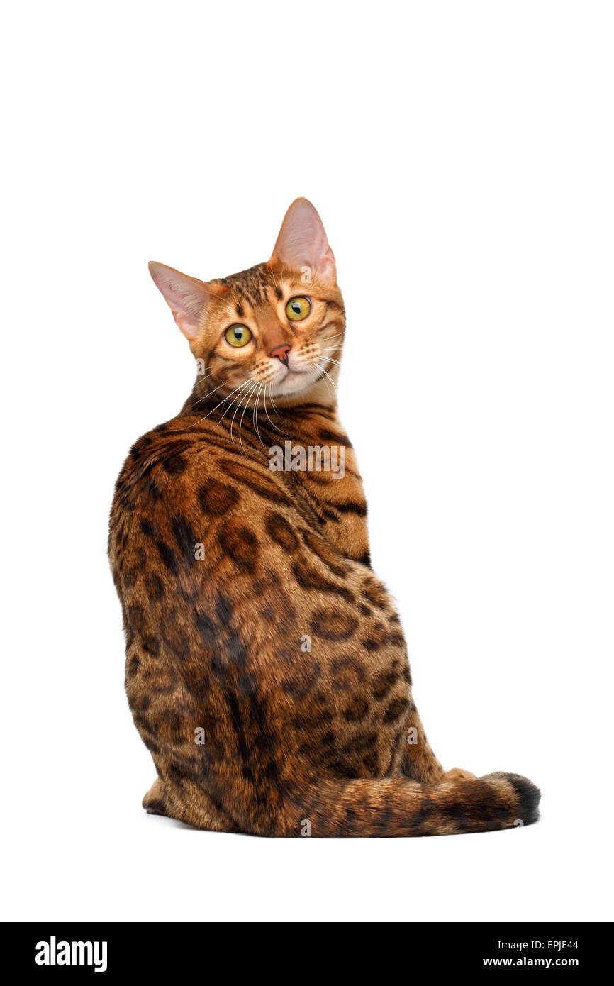 Cat sitting back hi-res stock photography and images - Alamy
