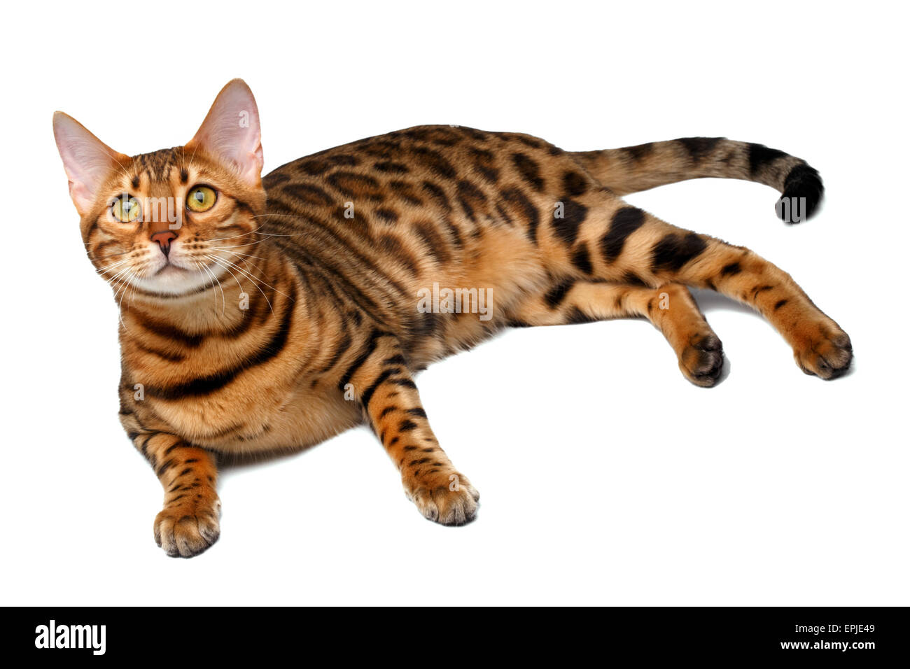 Cute cat looking on Cut Out Stock Images & Pictures - Alamy