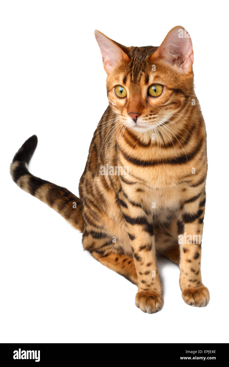 Cat sitting on pet Cut Out Stock Images & Pictures - Alamy