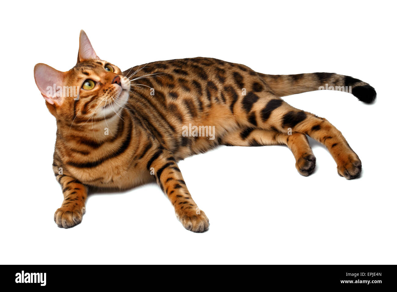 Cute cat looking on Cut Out Stock Images & Pictures - Alamy