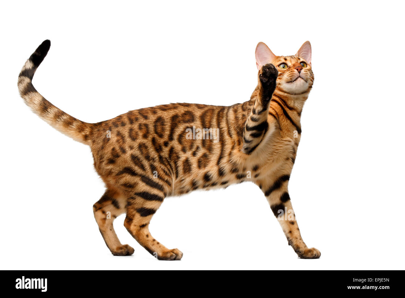 Raising it up Cut Out Stock Images & Pictures - Alamy