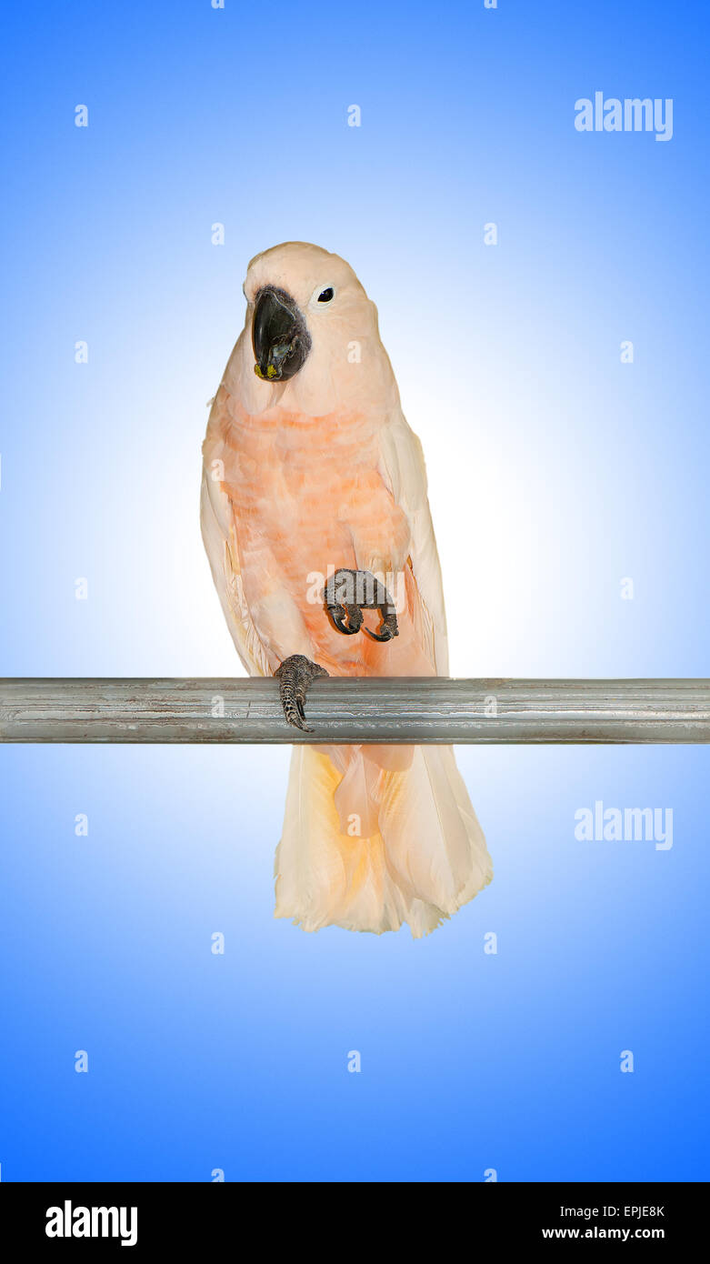 Colourful parrot bird sitting on the perch Stock Photo - Alamy