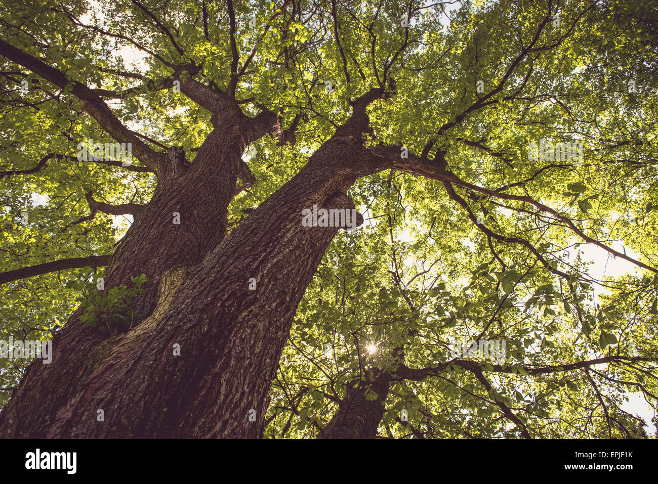 Buy this nice image of tree trunk, branches and leaves with sunlight ...