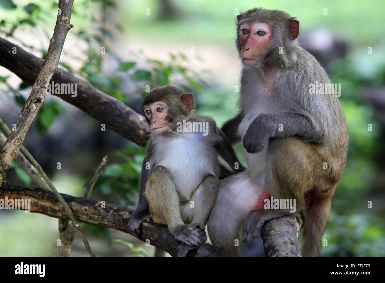 Portrait of the sad monkey Stock Photo - Alamy
