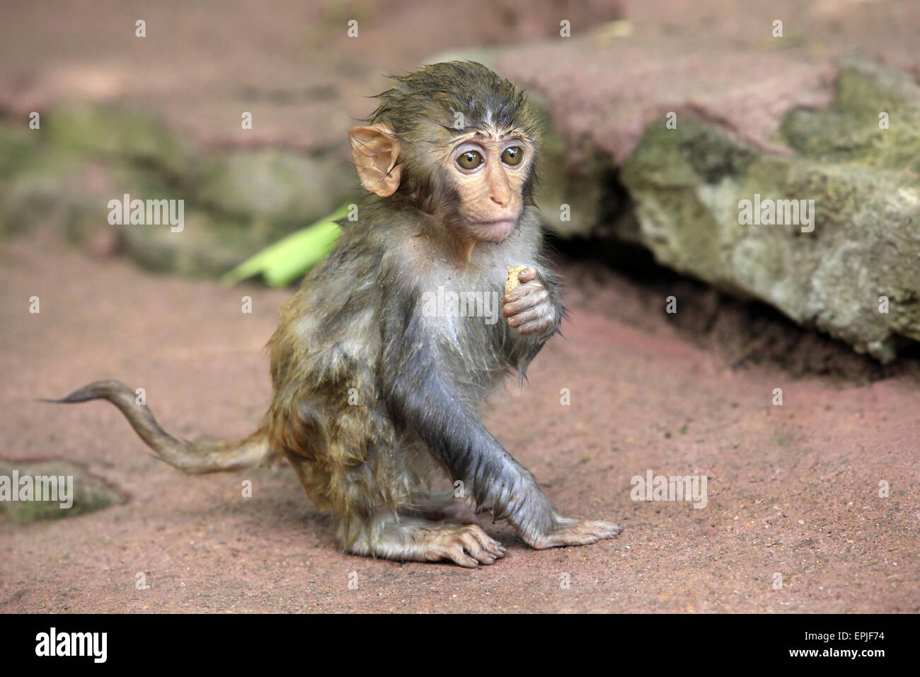Portrait of the sad monkey Stock Photo - Alamy