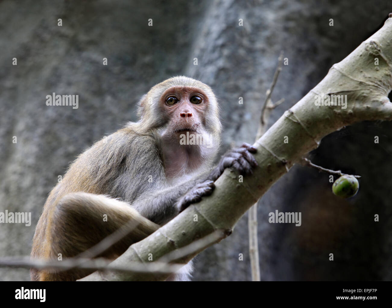 Portrait of the sad monkey. Park of monkeys in Indonesia. Bali Stock ...