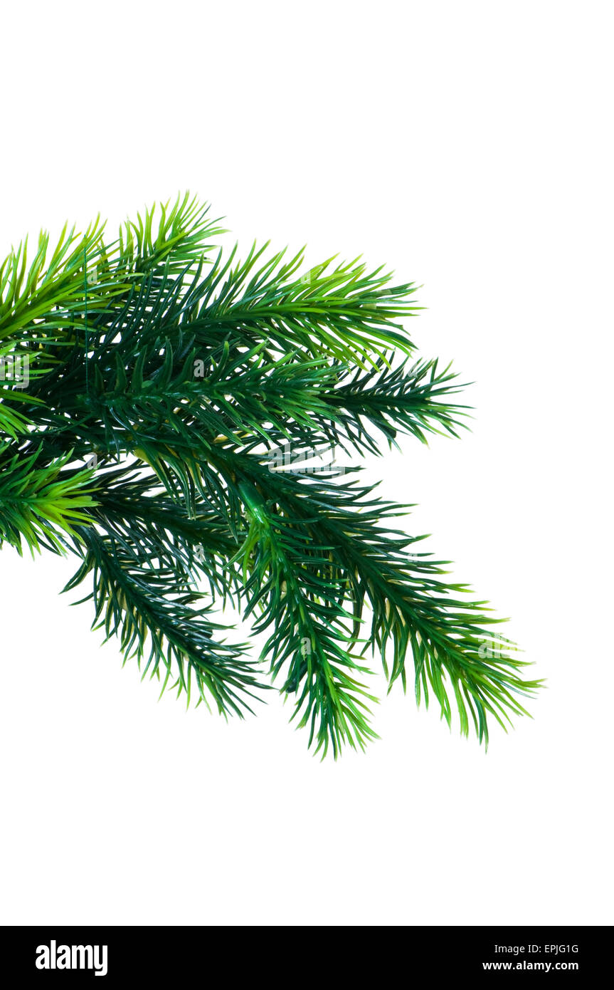 Close up of fir tree branch isolated on white Stock Photo - Alamy