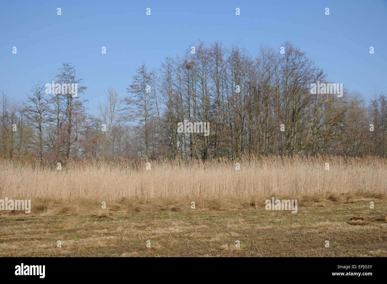 Juncus australis hi-res stock photography and images - Alamy