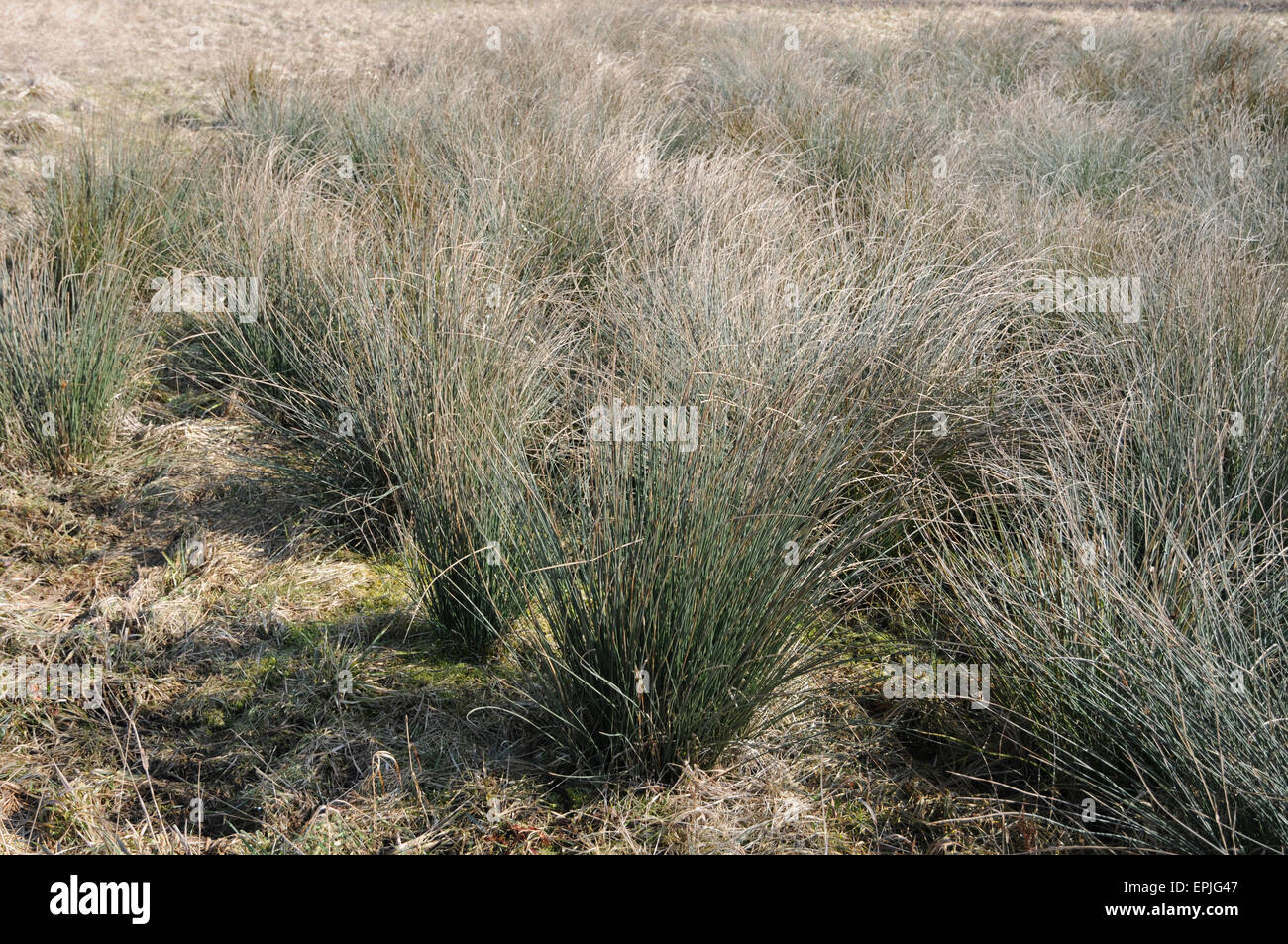 Common rush hi-res stock photography and images - Alamy