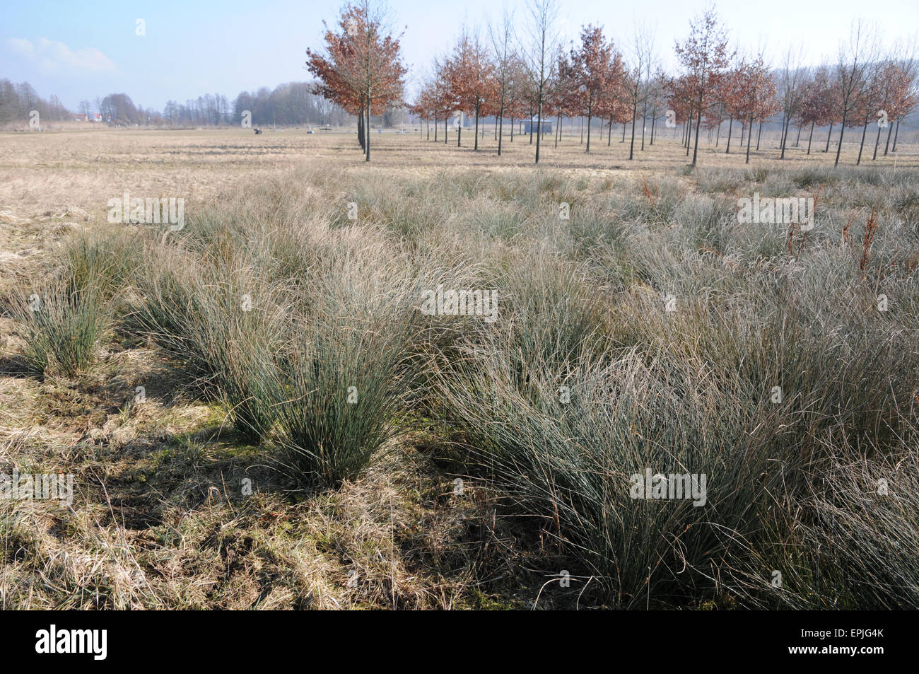 Common rush hi-res stock photography and images - Alamy