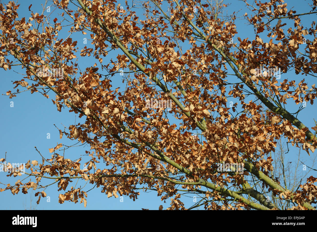 Eichen rinde hi-res stock photography and images - Alamy