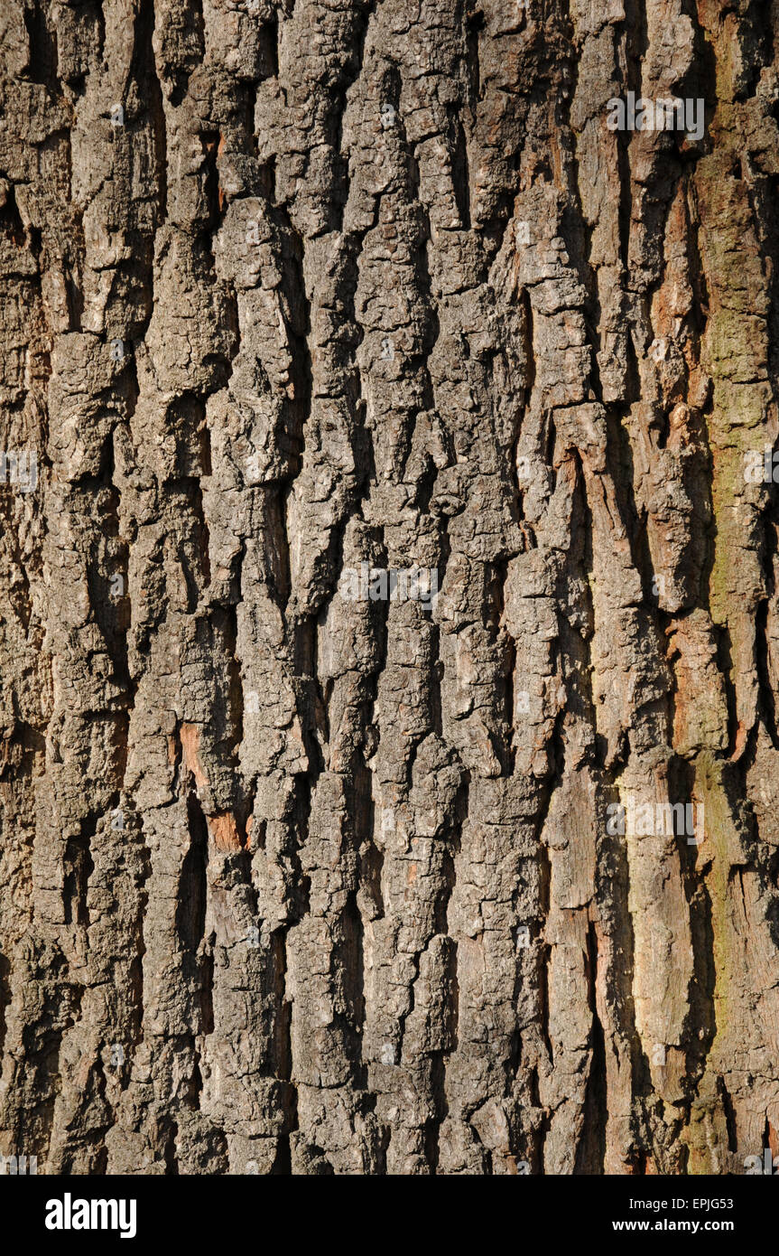 German oak tree hi-res stock photography and images - Alamy