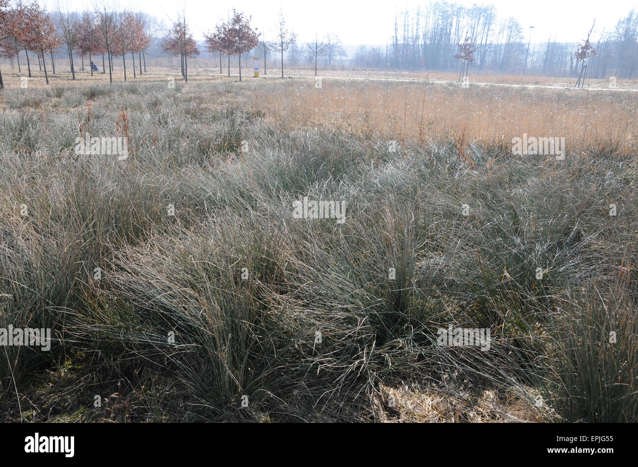 Common rush hi-res stock photography and images - Alamy