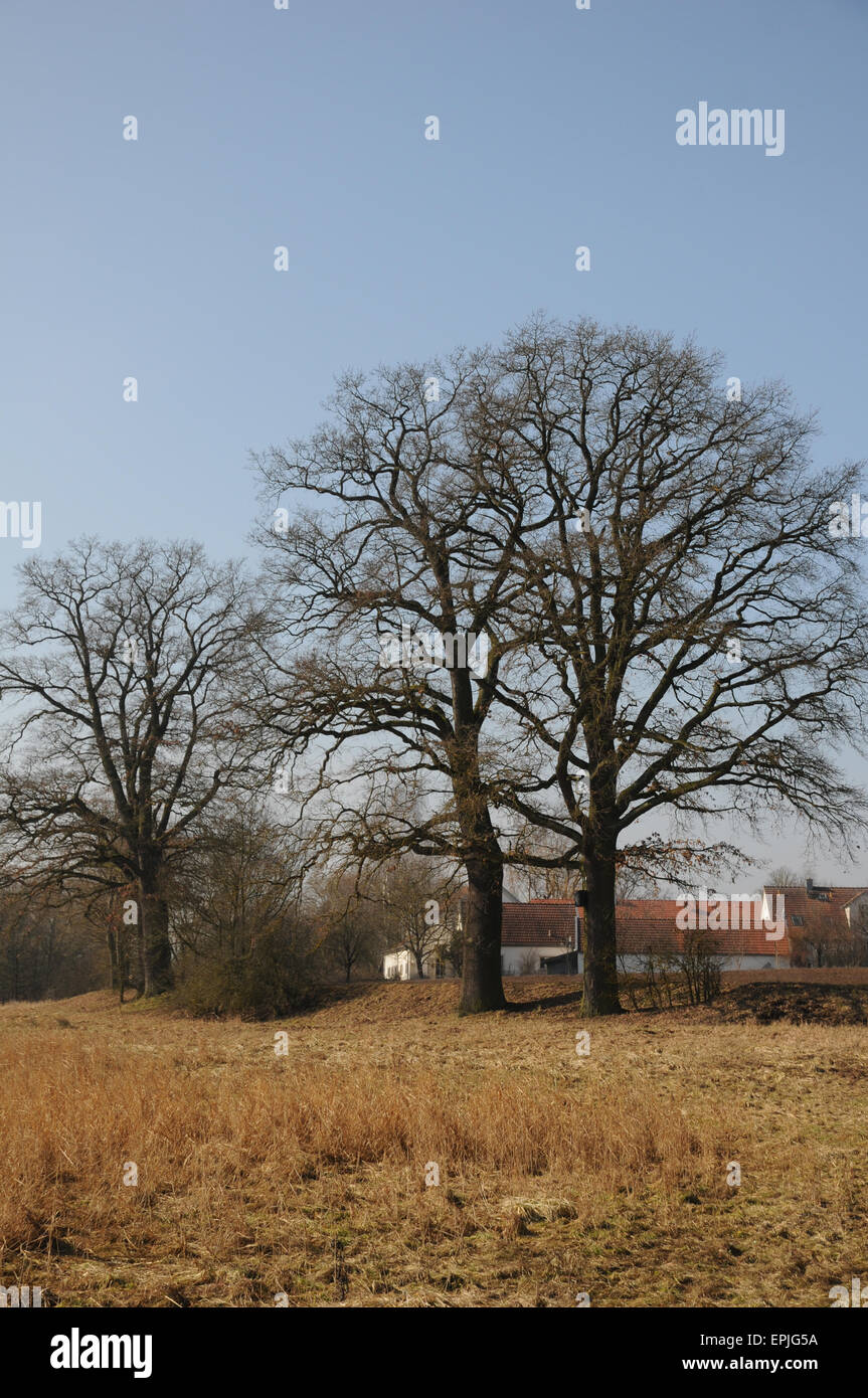 Deutsche Eiche Stock Photos & Deutsche Eiche Stock Images - Alamy
