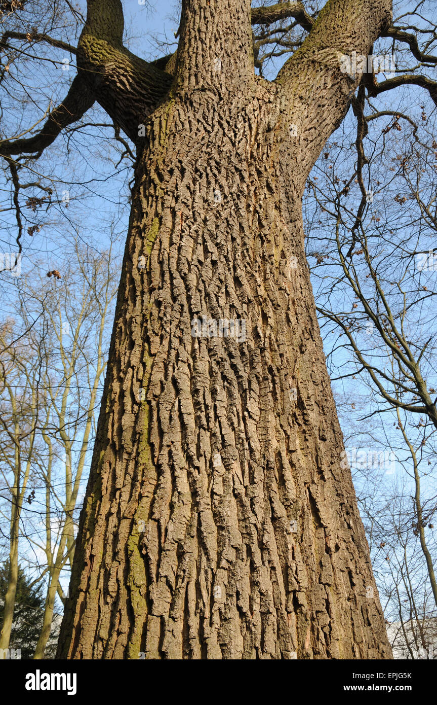 Deutsche Eiche High Resolution Stock Photography and Images - Alamy