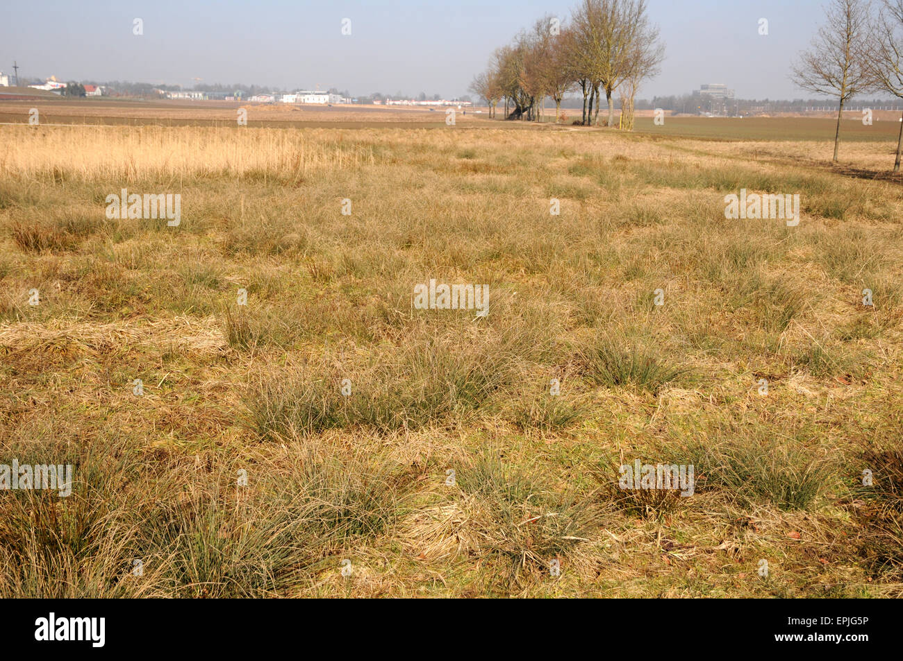 Common rush hi-res stock photography and images - Alamy
