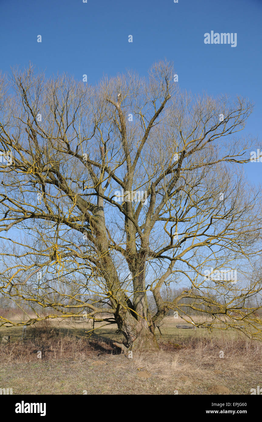 Silberweiden shrub hi-res stock photography and images - Alamy