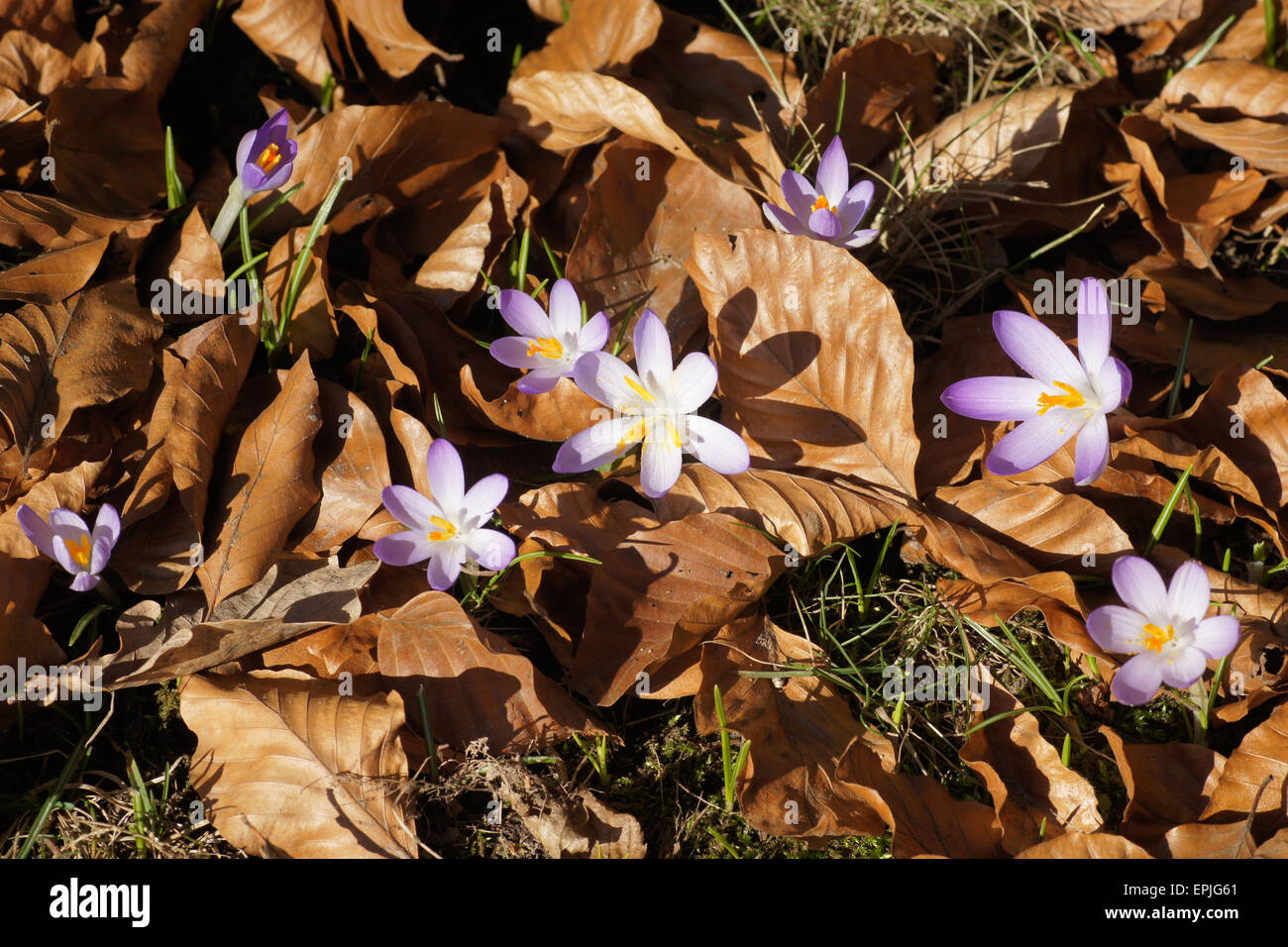 Crocus tommas hi-res stock photography and images - Alamy