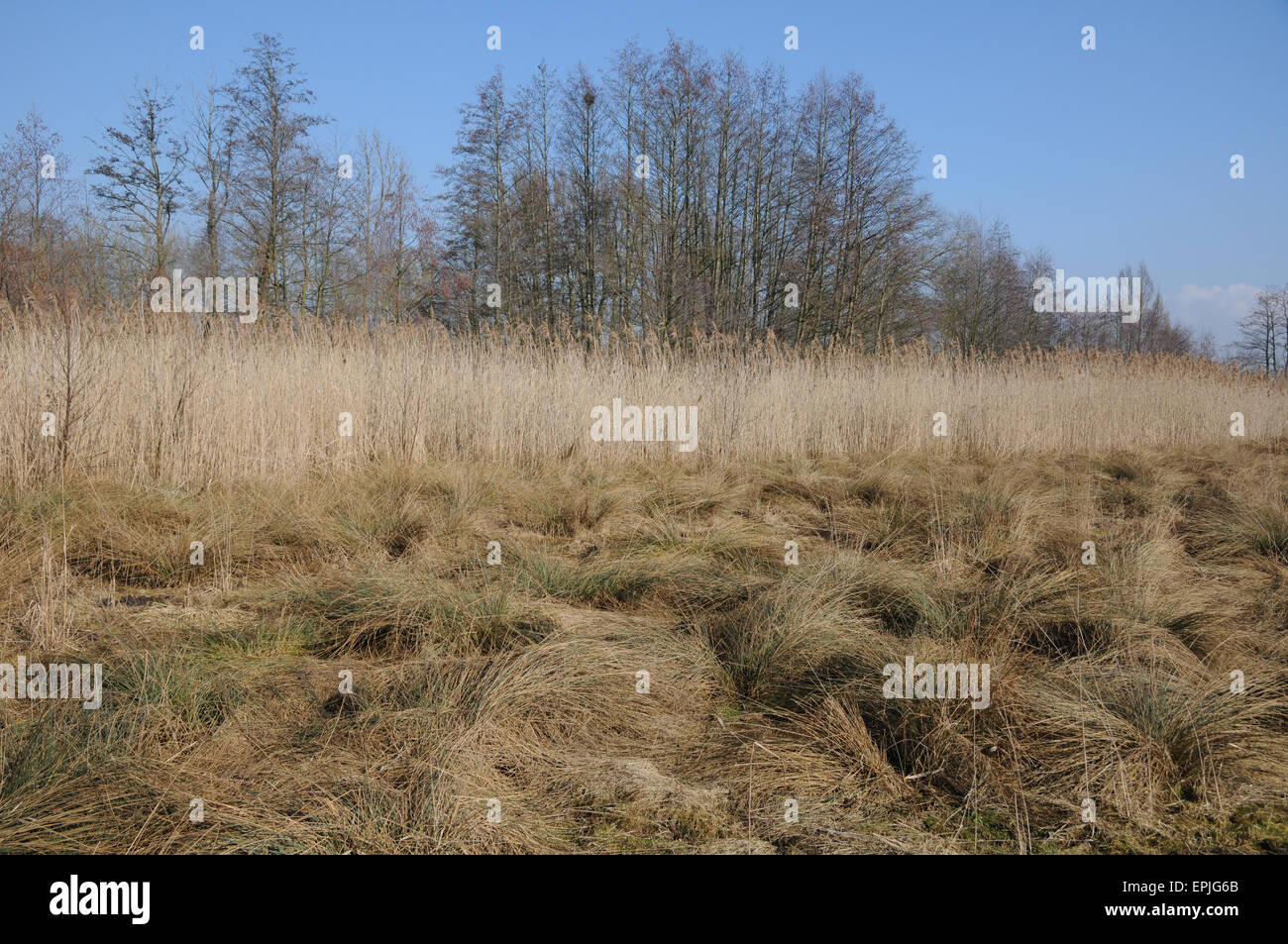 Common rush hi-res stock photography and images - Alamy