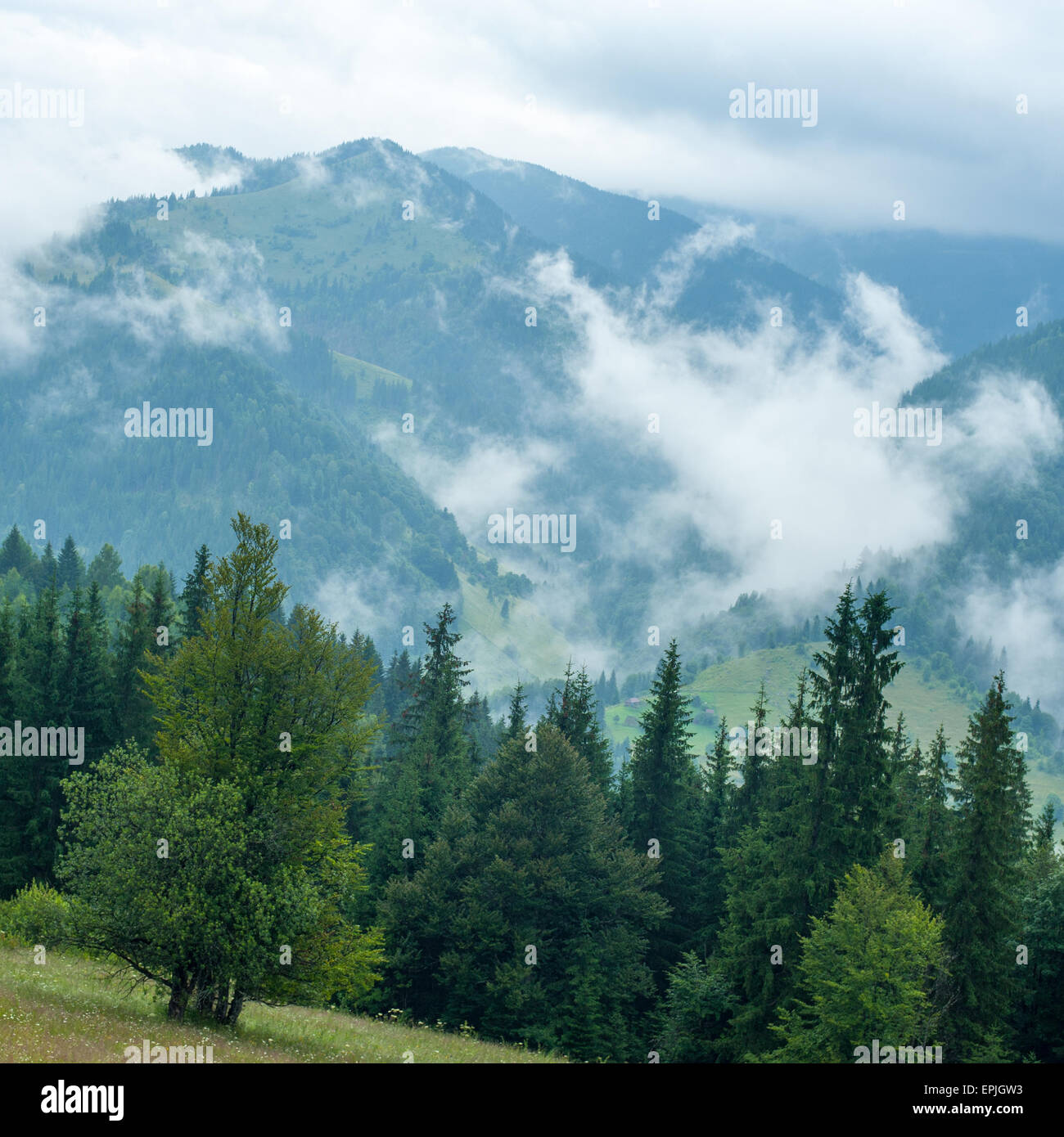 Highland tree hi-res stock photography and images - Alamy
