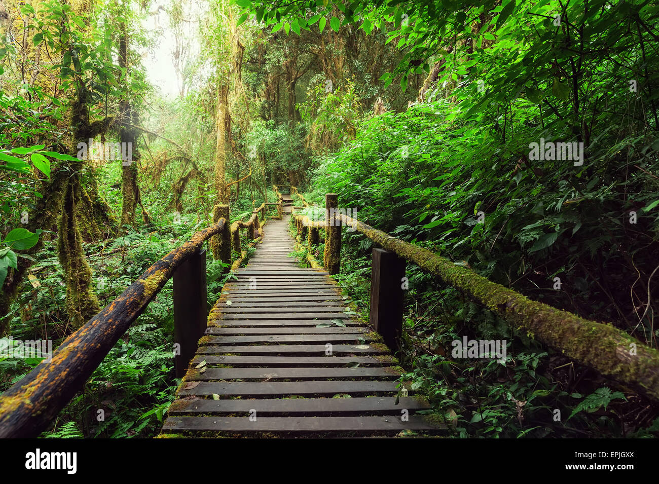 Rain rainforest bridge wood hi-res stock photography and images - Alamy