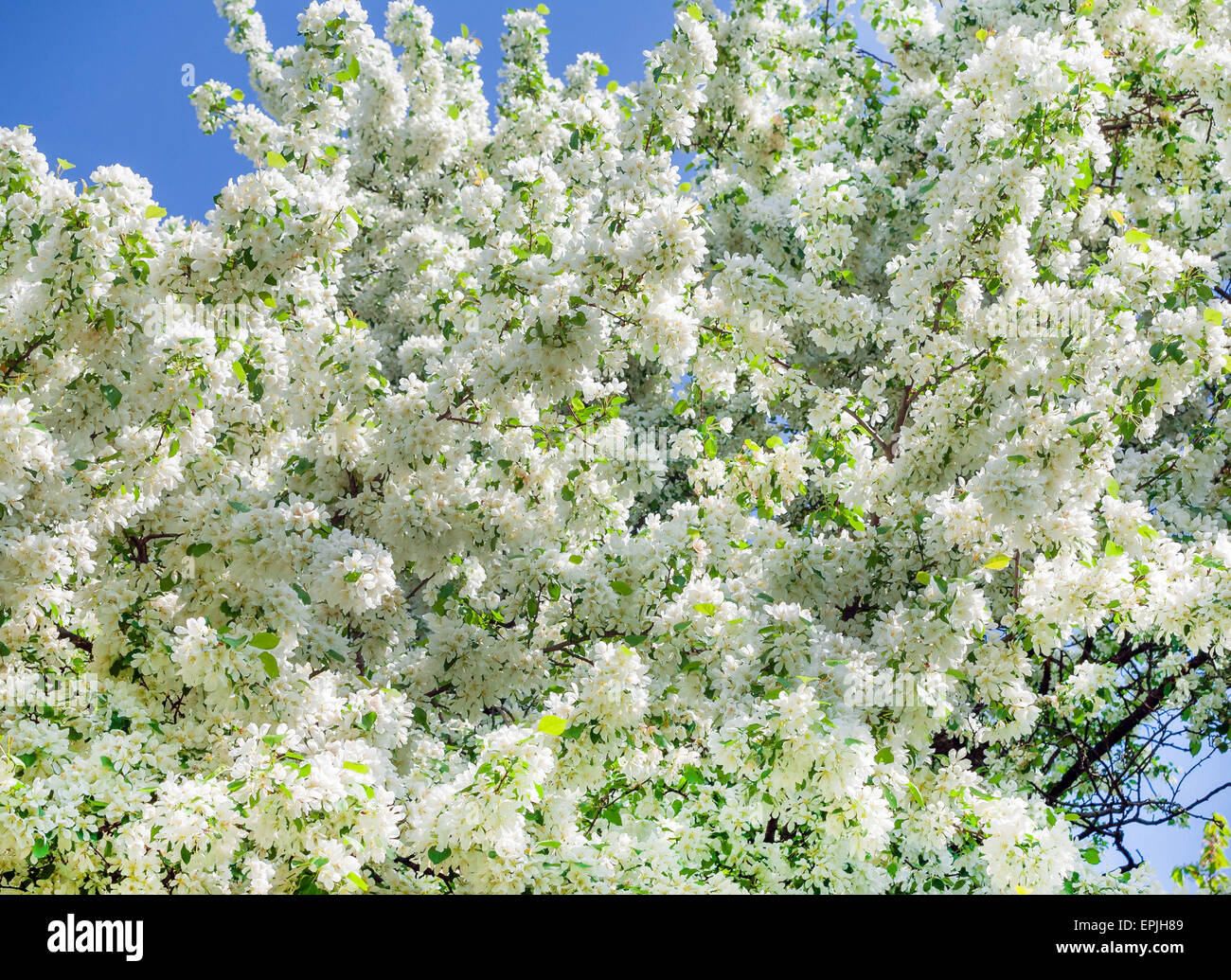 spring white flowers on the trees Stock Photo - Alamy