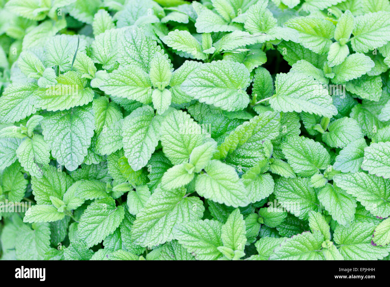 Macro image of fresh green mint plants Stock Photo - Alamy