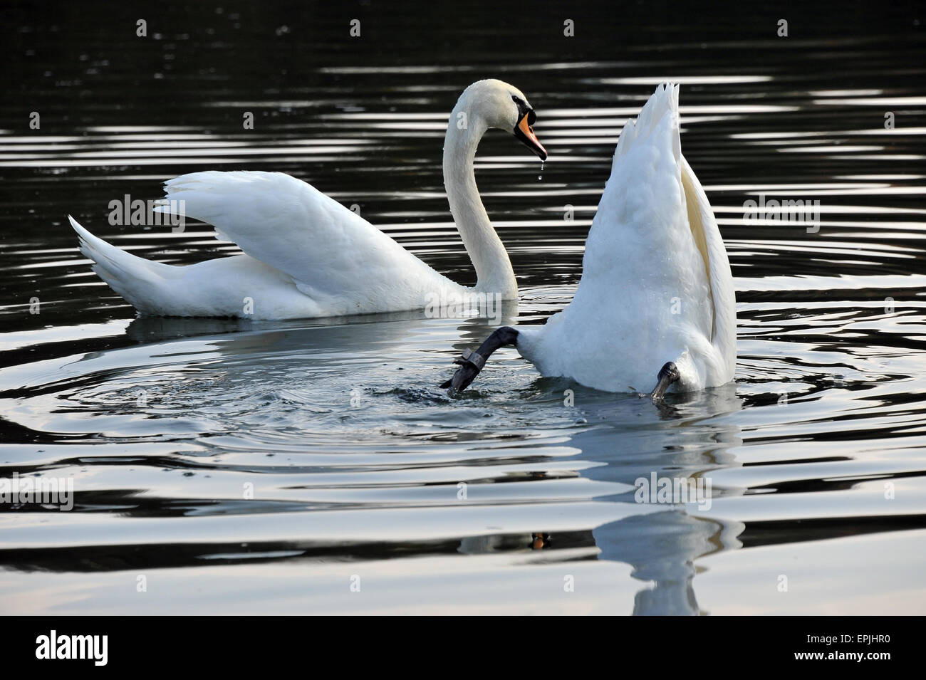 Bottoms hi-res stock photography and images - Alamy