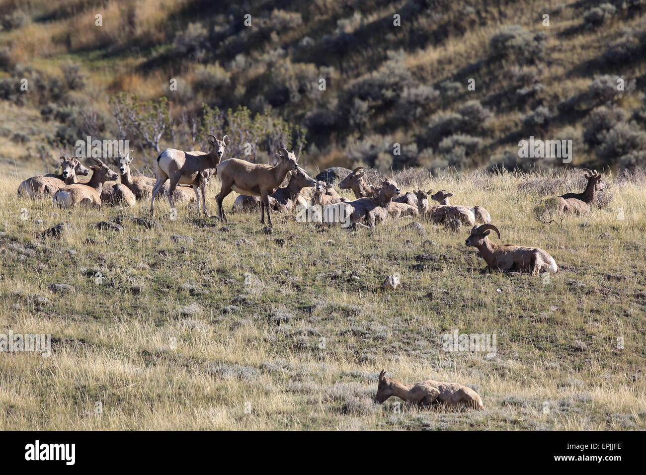 Bighorn Sheep Yellowstone NP USA Stock Photo - Alamy Bighorn Sheep Yellowstone NP USA Stock Photo - Alamy