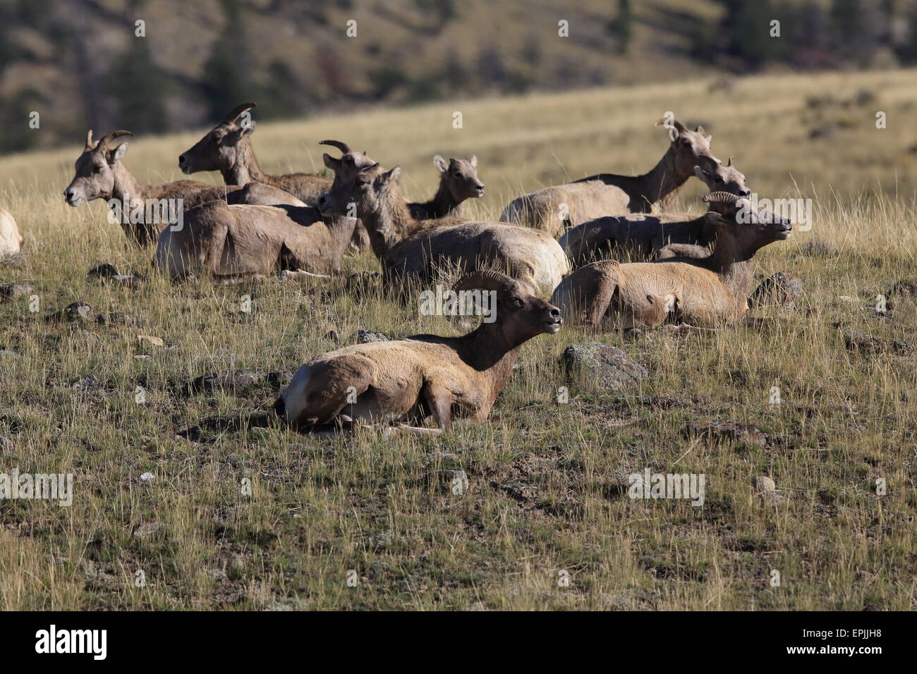 Yellowstone nationalpa hi-res stock photography and images - Alamy