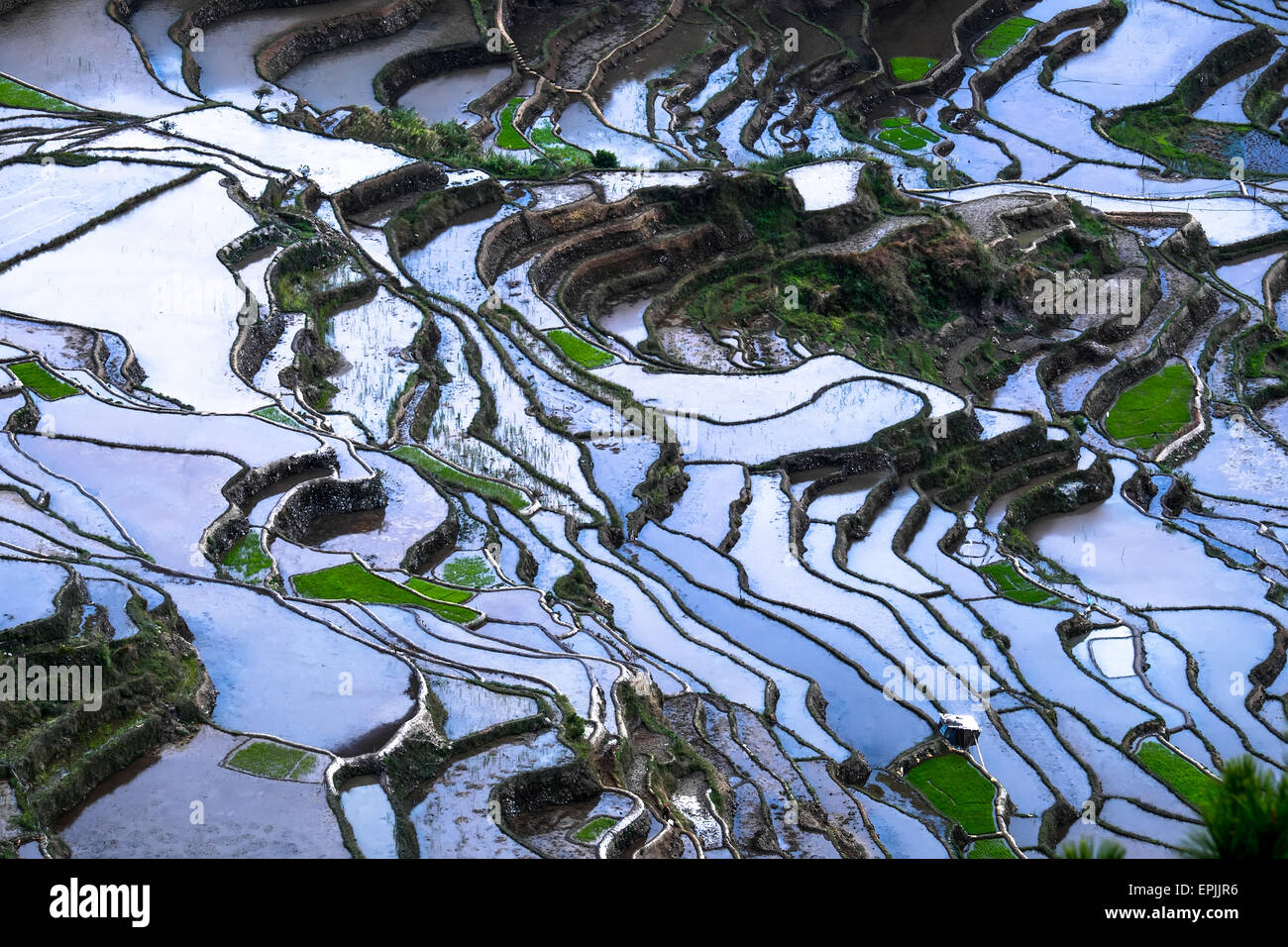 Amazing abstract texture of rice terraces fields with sky colorful ...
