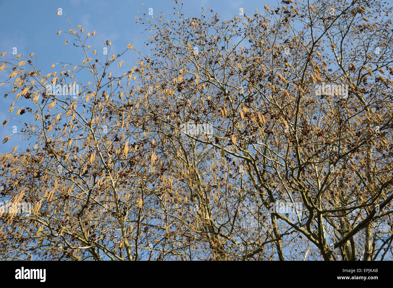 Alder pollen catkin hi-res stock photography and images - Alamy