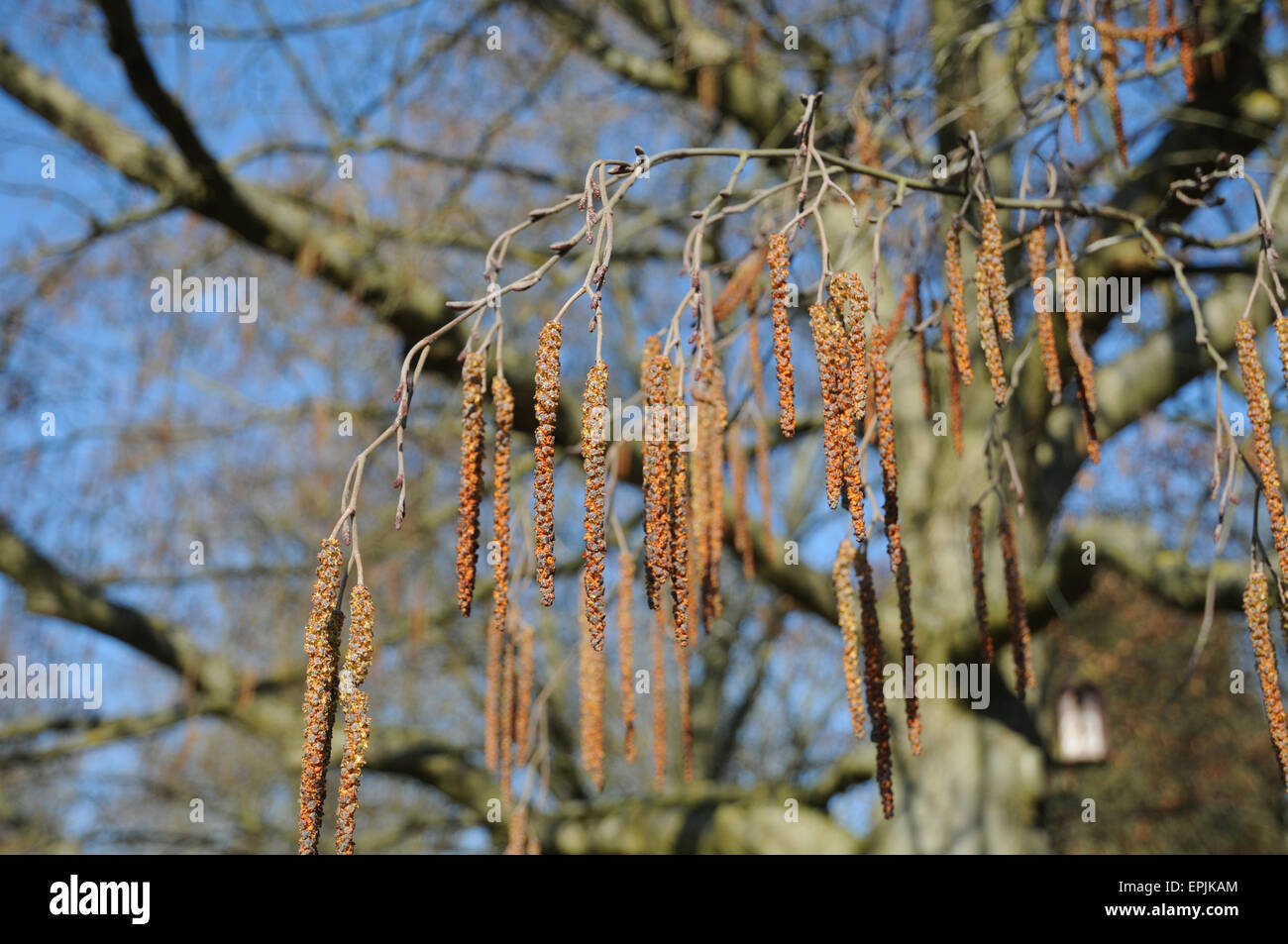 Erle pollen hi-res stock photography and images - Alamy