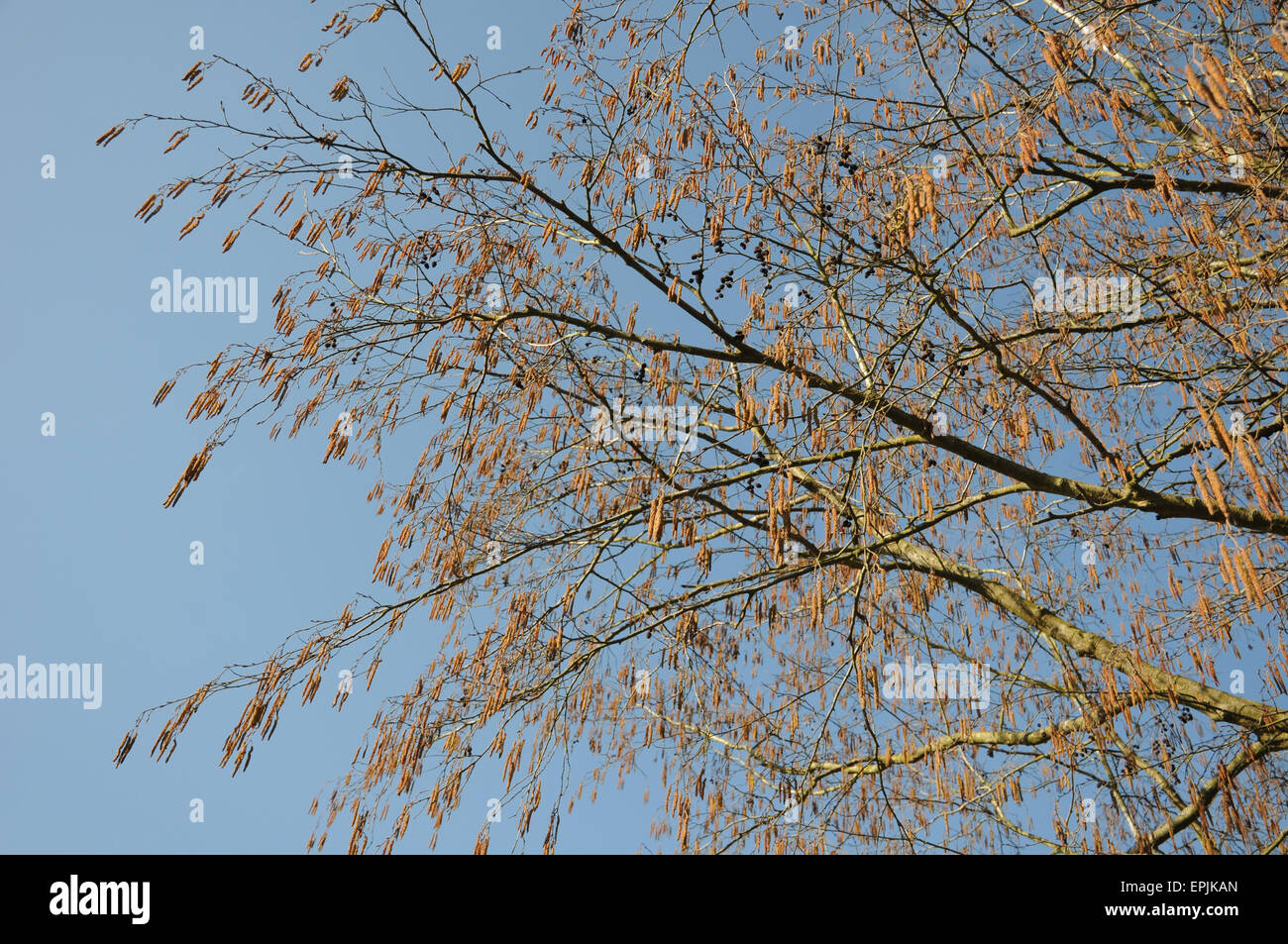 Alder pollen catkin hi-res stock photography and images - Alamy